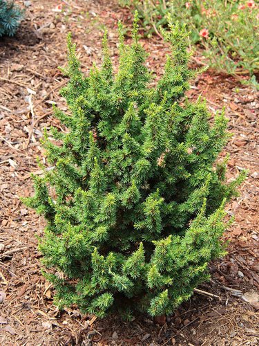Cedrus libani var. brevifolia 'Kenwith' | Cedrus brevifolia 'Kenwith ...