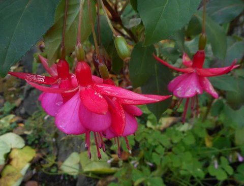 Fuchsia 'June Bride' | Fuchsia 'Display' | Fuchsia hybrida 'June Bride ...