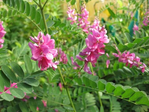Indigofera heterantha | Himalayan Indigo | plant lust