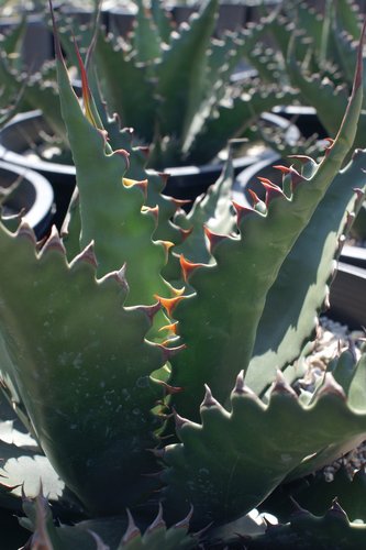 Agave gentryi 'Jaws' | | plant lust
