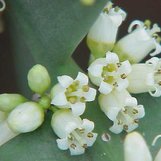 Colletia paradoxa | Colletia cruciata | Anchor Plant | Crucifix Thorn ...