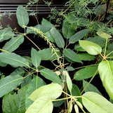 Schefflera delavayi | Hardy Schefflera | plant lust