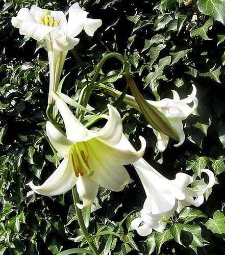 Lilium philippinense | Lilium 'Philippinense' | Philippine Lily ...