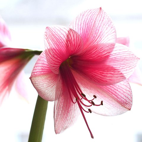 Hippeastrum 'Purple Rain' | Amaryllis 'Purple Rain' | plant lust