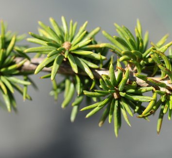Cedrus from multiple nurseries on Plant Lust