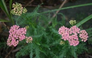 Achillea 'Heidi' | Heidi Crimson Yarrow | Heidi Yarrow | plant lust