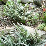Athyrium 'Ghost' | Athyrium x 'Ghost' | Ghost Fern | plant lust