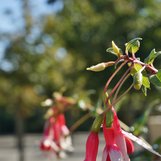 Fuchsia 'Checkerboard' | Checkerboard Hardy Fuchsia | plant lust
