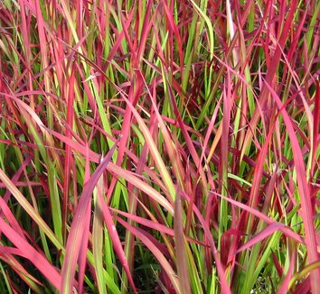 Imperata from multiple nurseries on Plant Lust