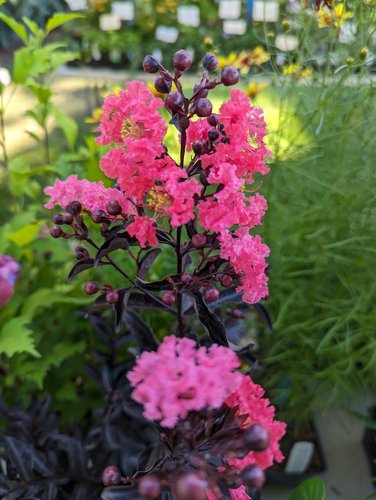 Lagerstroemia indica Center Stage® Coral PP33292 | Center Stage® Coral ...
