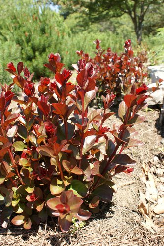 Lagerstroemia 'Hopi' | Lagerstroemia x 'Hopi' | Hopi Crape Myrtle ...