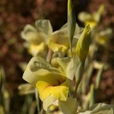 Gladiolus dalenii 'Boone' | Gladiolus x gandavensis 'Boone' | Boone ...