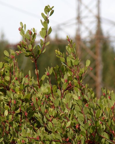 Arctostaphylos 'Lolo' | Arctostaphylos columbiana x nevadensis 'Lolo ...