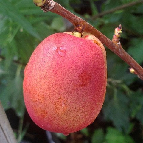 Hardired Nectarine | plant lust
