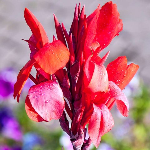 Canna incata 'Firebird' | plant lust