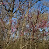 Cercis canadensis | North American Redbud | plant lust