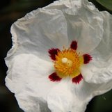 Cistus x purpureus 'Alan Fradd' | Alan Fradd Rock Rose | plant lust