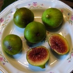 Ischia Fig Tree | Ficus carica 'Green Ischia' | Ficus carica 'Ischia ...