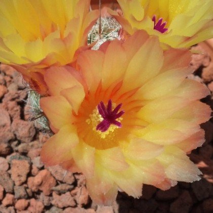 Parodia mueller-melchersii | Notocactus roseiflorus | Notocactus ...