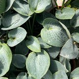 Hosta 'Blue Jay' | | plant lust