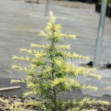 Cedrus deodara 'Silver Mist' | Silver Mist Deodar Cedar | plant lust