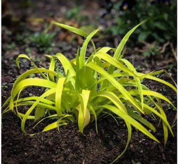 Luzula from multiple nurseries on Plant Lust