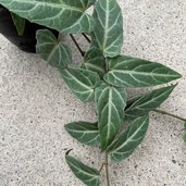 Parthenocissus tricuspidata 'Robusta' | Boston Ivy 'Veitchii Robusta ...