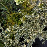 Buxus sempervirens 'Variegata' | Variegata Common Box | Variegata ...