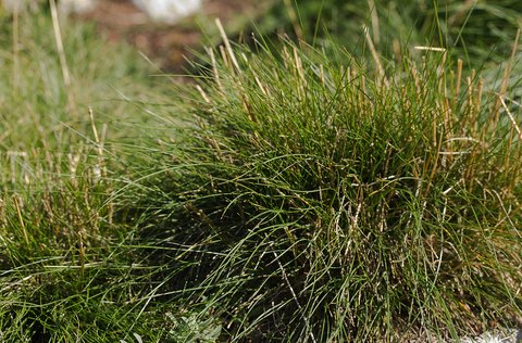 Festuca idahoensis | Blue Bunchgrass | Idaho Fescue | plant lust