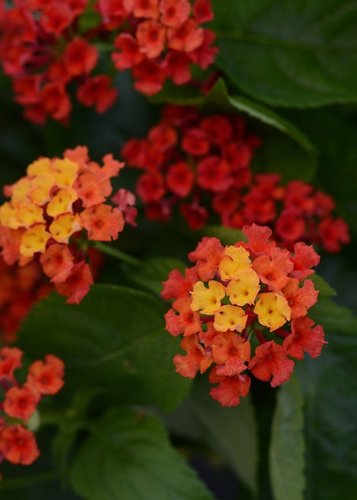 Lantana Bloomify™ Red PP29292 | Lantana 'UF1013A2A' | Bloomify™ Red ...