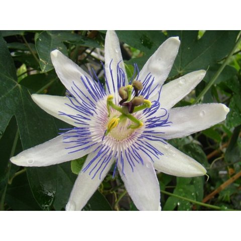 Passiflora 'Star of Surbiton' | Star of Surbiton Passion Flower | Star ...