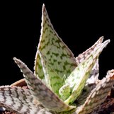 Aloe 'Delta Lights' | | plant lust