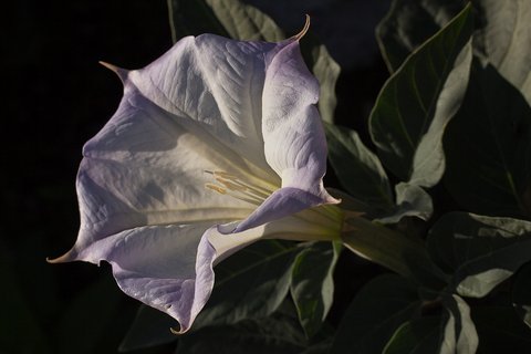 Datura wrightii | Sacred Datura | plant lust