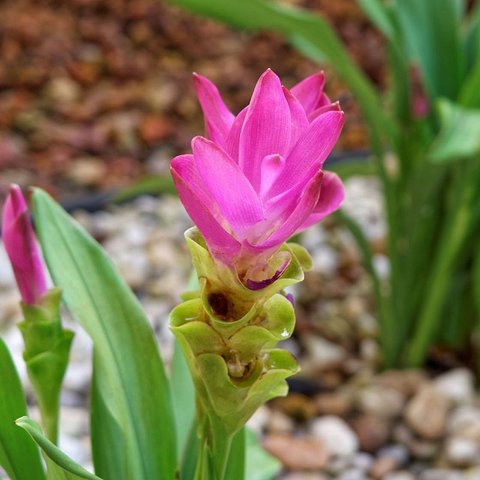 Curcuma alismatifolia 'Pink Siam ' | Pink Siam Curcuma | Pink Siam ...
