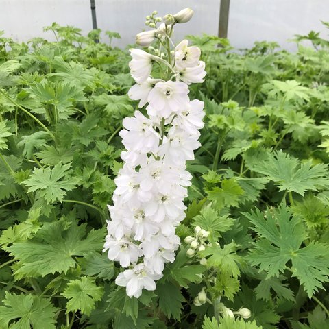 Delphinium 'Magic Fountains Pure White' | Delphinium 'Magic Fountains White' | Magic Fountain ...