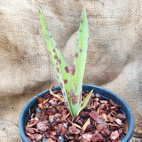 Manfreda maculosa 'Silver Leopard' | Agave maculata 'Silver Leopard ...