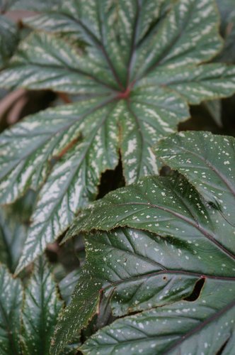 Begonia 'Gryphon' | plant lust