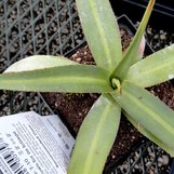 Agave 'Mateo' | Agave bracteosa 'Mateo' | Mateo Century Plant | plant lust