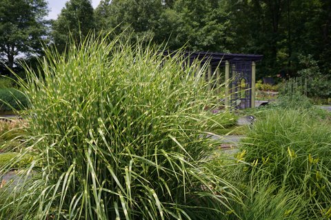 Miscanthus sinensis 'Strictus' | Porcupine Grass | Strictus Chinese ...