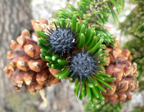 Pinus longaeva | Great Basin Bristle Pine | Western Bristle Pine ...