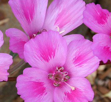 Clarkia from multiple nurseries on Plant Lust