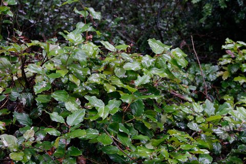 Gaultheria shallon | Salal | Shallon | plant lust