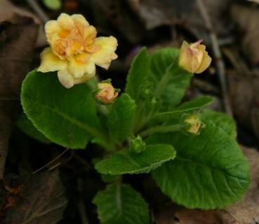 Primula 'Ken Dearman' | Ken Dearman Double English Primrose | plant lust