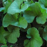 Gunnera perpensa | River Pumpkin | plant lust