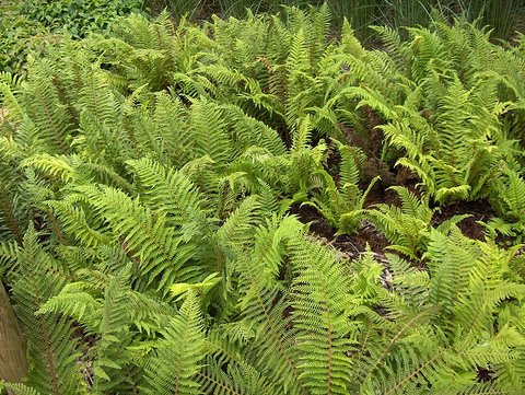 Polystichum setiferum | Alaska Fern | Soft Shield Fern | plant lust