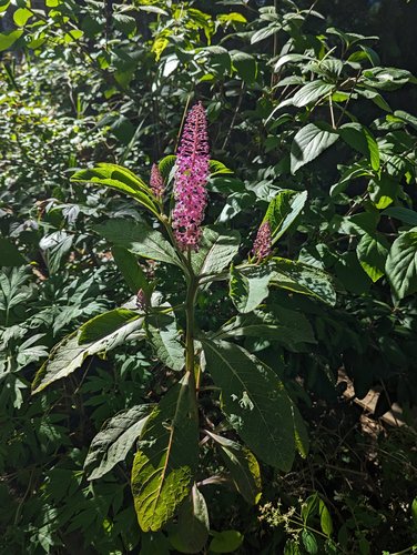 Phytolacca clavigera | Phytolacca polyandra | Chinese Pokeweed | plant lust