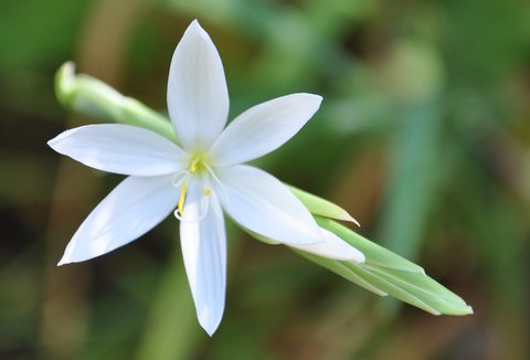 Hesperantha coccinea f. alba | Hesperantha coccinea 'Alba ...