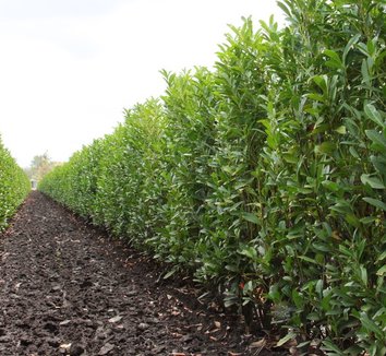 Prunus from multiple nurseries on Plant Lust
