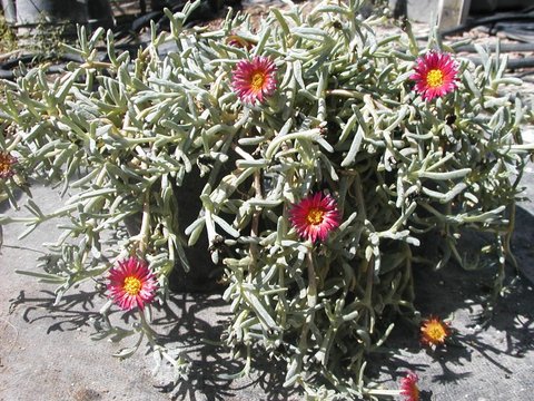 Malephora crocea | Malephora crocea var. crocea | Coppery Mesemb ...