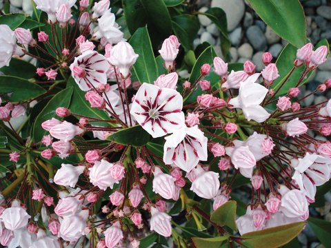 Kalmia latifolia 'Peppermint' | Peppermint Mountain Laurel | plant lust